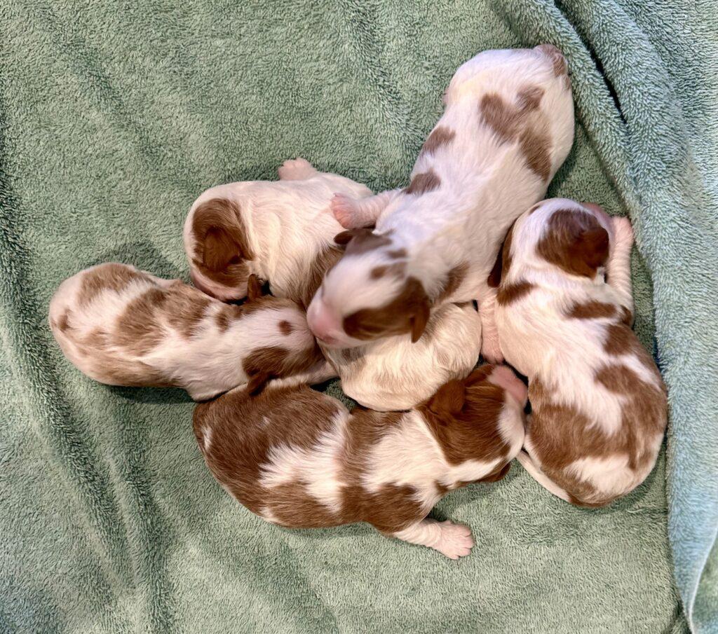 Available Puppies