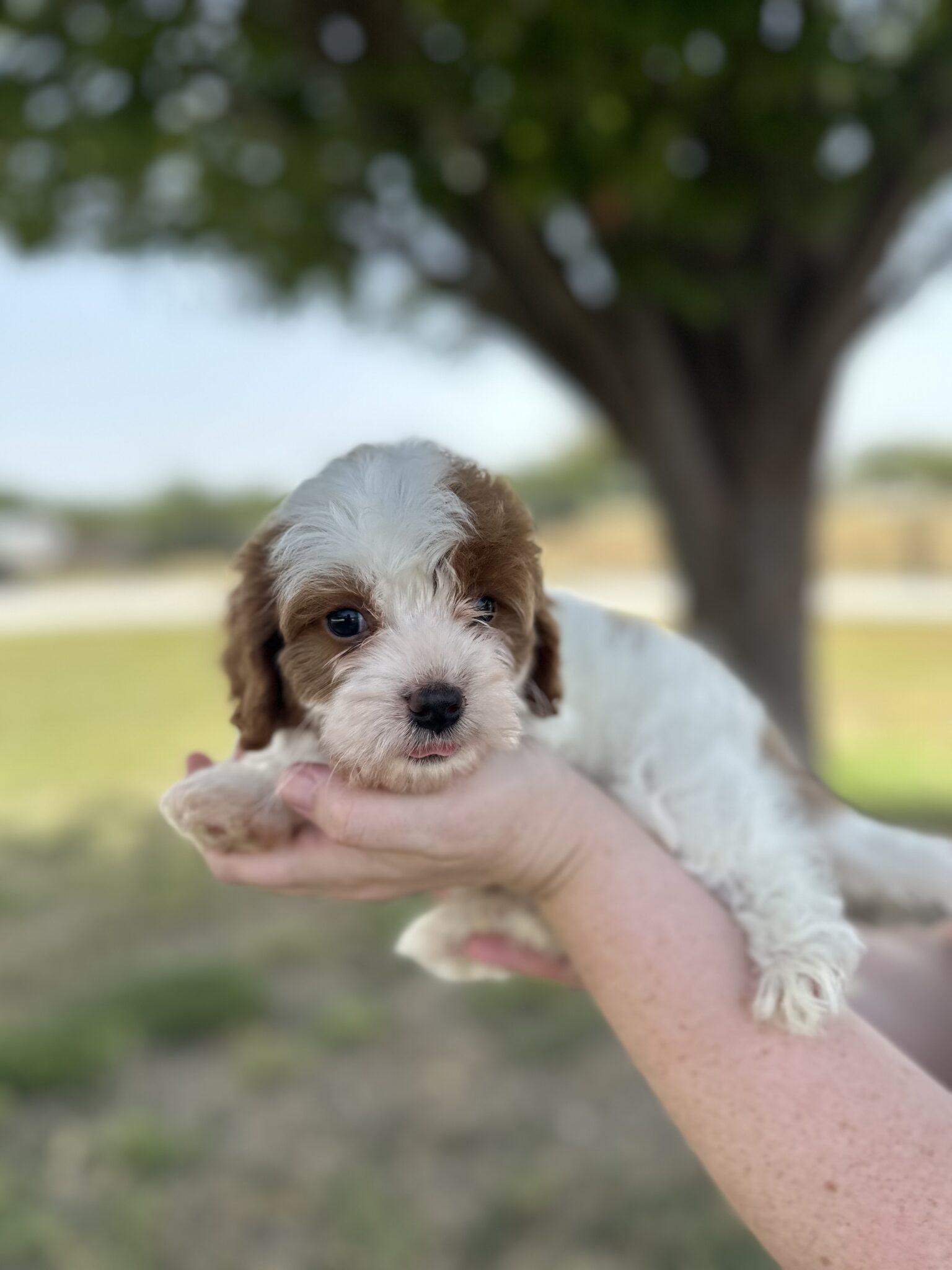 Available Puppies