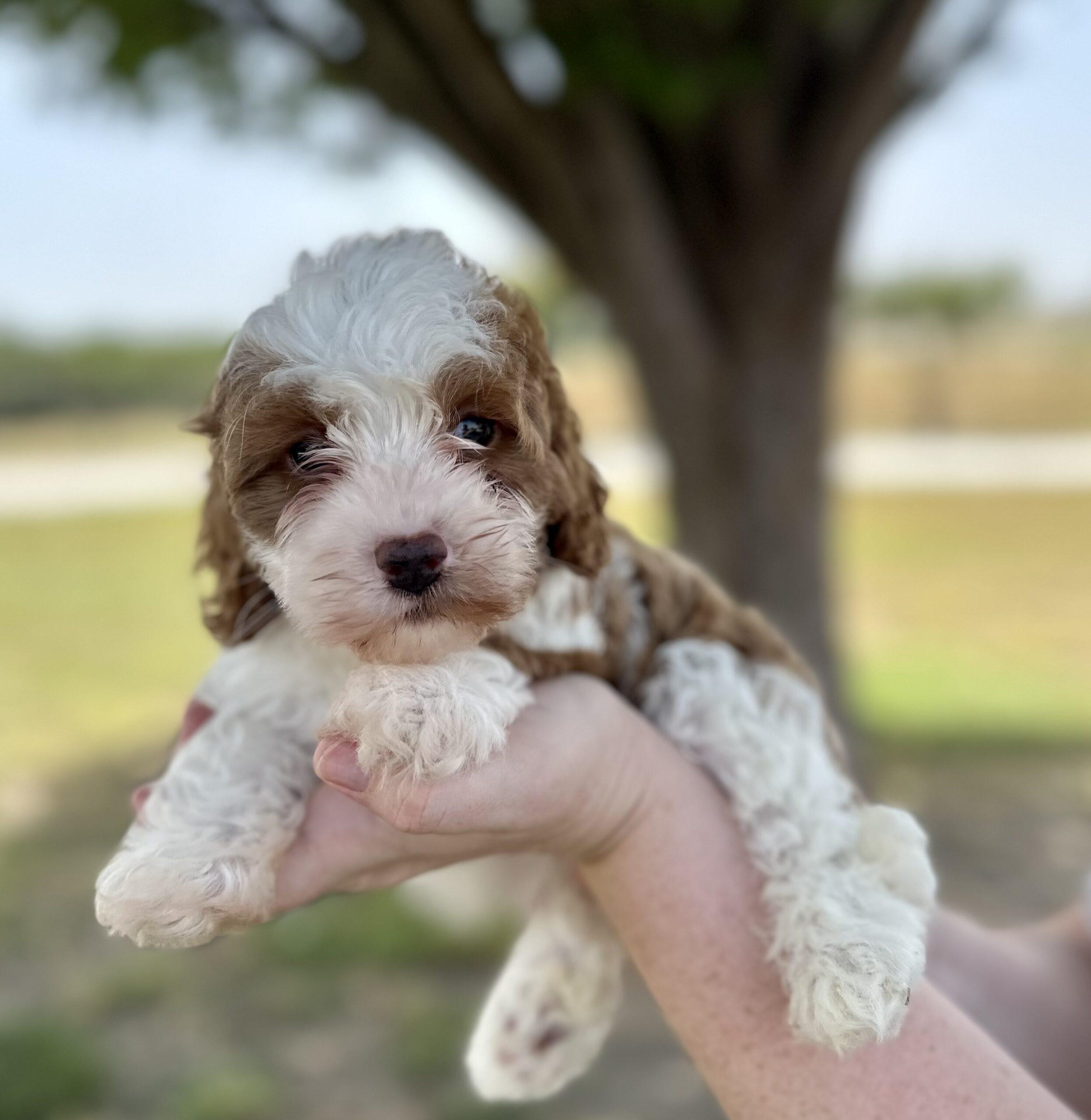 Available Puppies