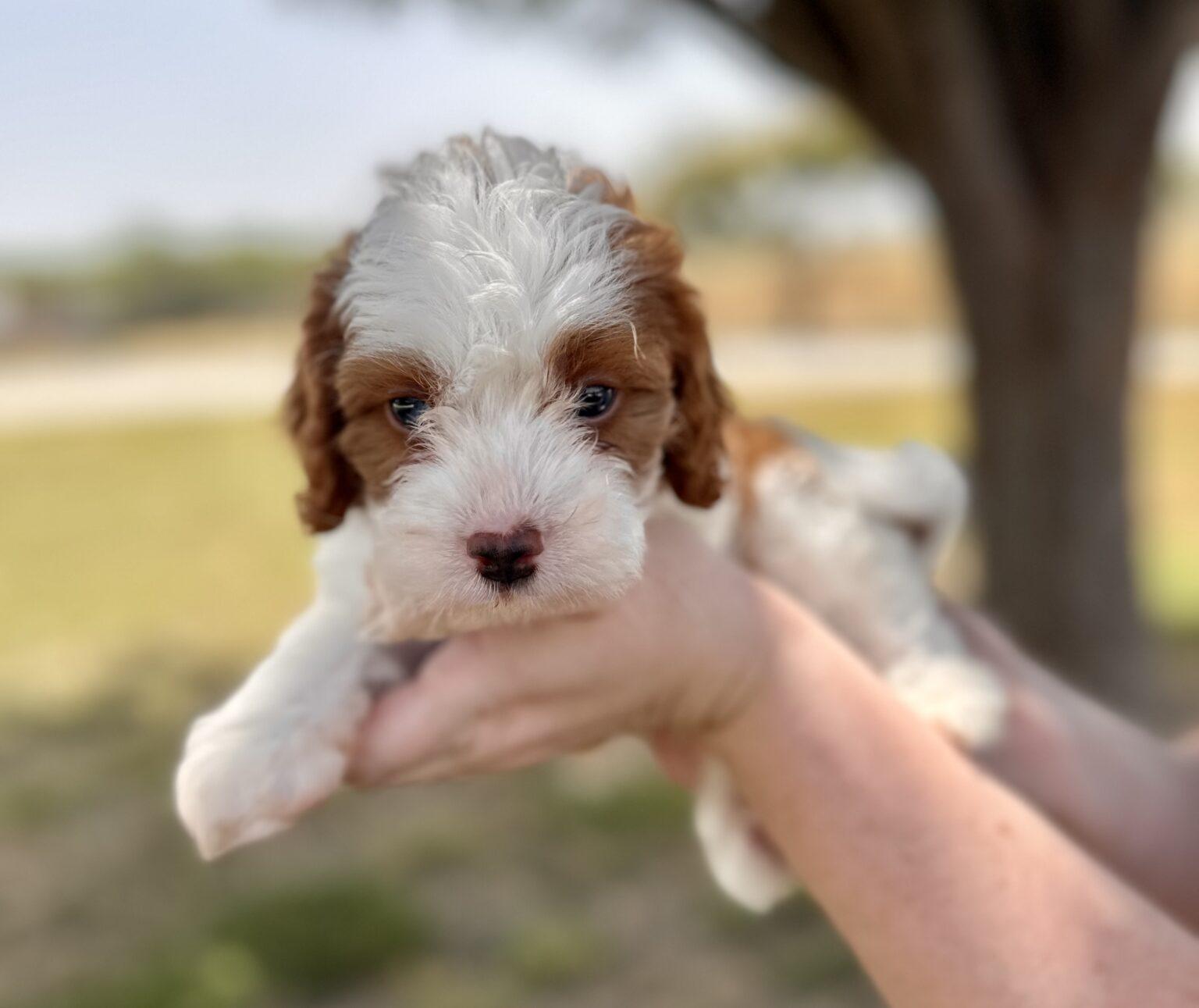 Available Puppies