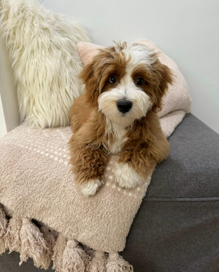 HavaPoo & Hava-Goldendoodle Puppies