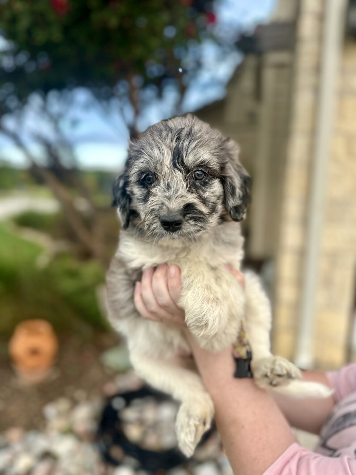 Newfipoo / Newfypoo/NewfyDoodle Puppies Newfoundland + Poodle cross