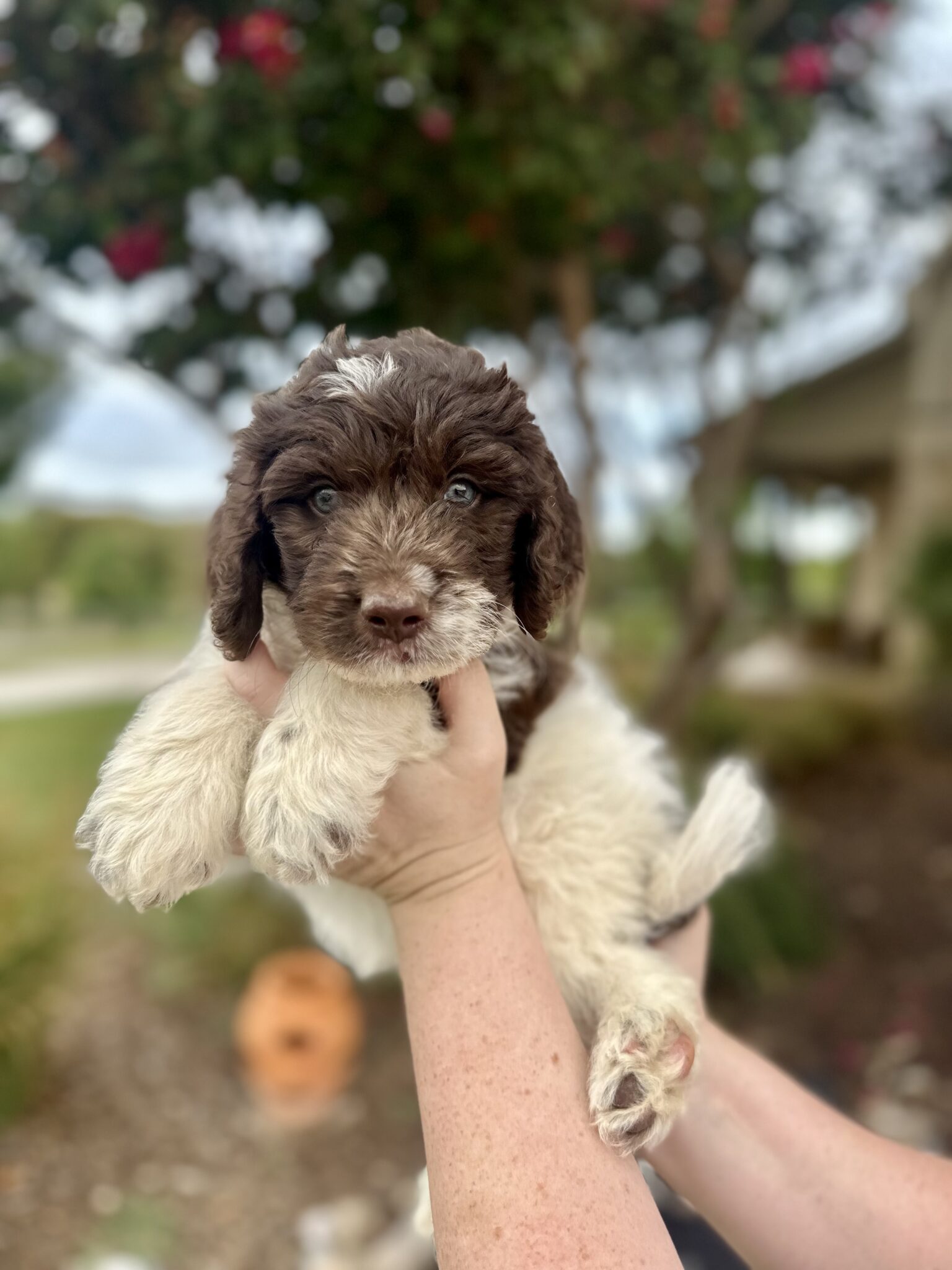 Newfipoo / Newfypoo/NewfyDoodle Puppies Newfoundland + Poodle cross