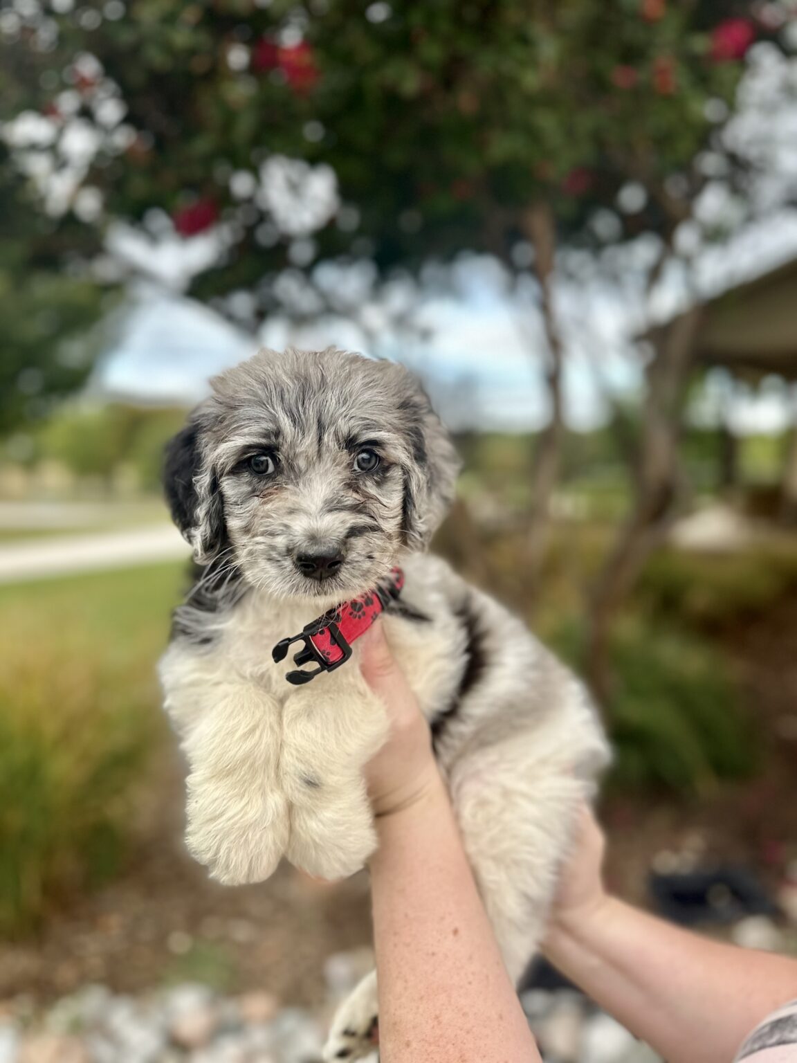 Newfipoo / Newfypoo/NewfyDoodle Puppies Newfoundland + Poodle cross