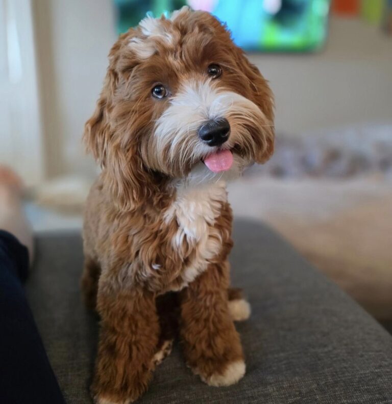 HavaPoo & Hava-Goldendoodle Puppies