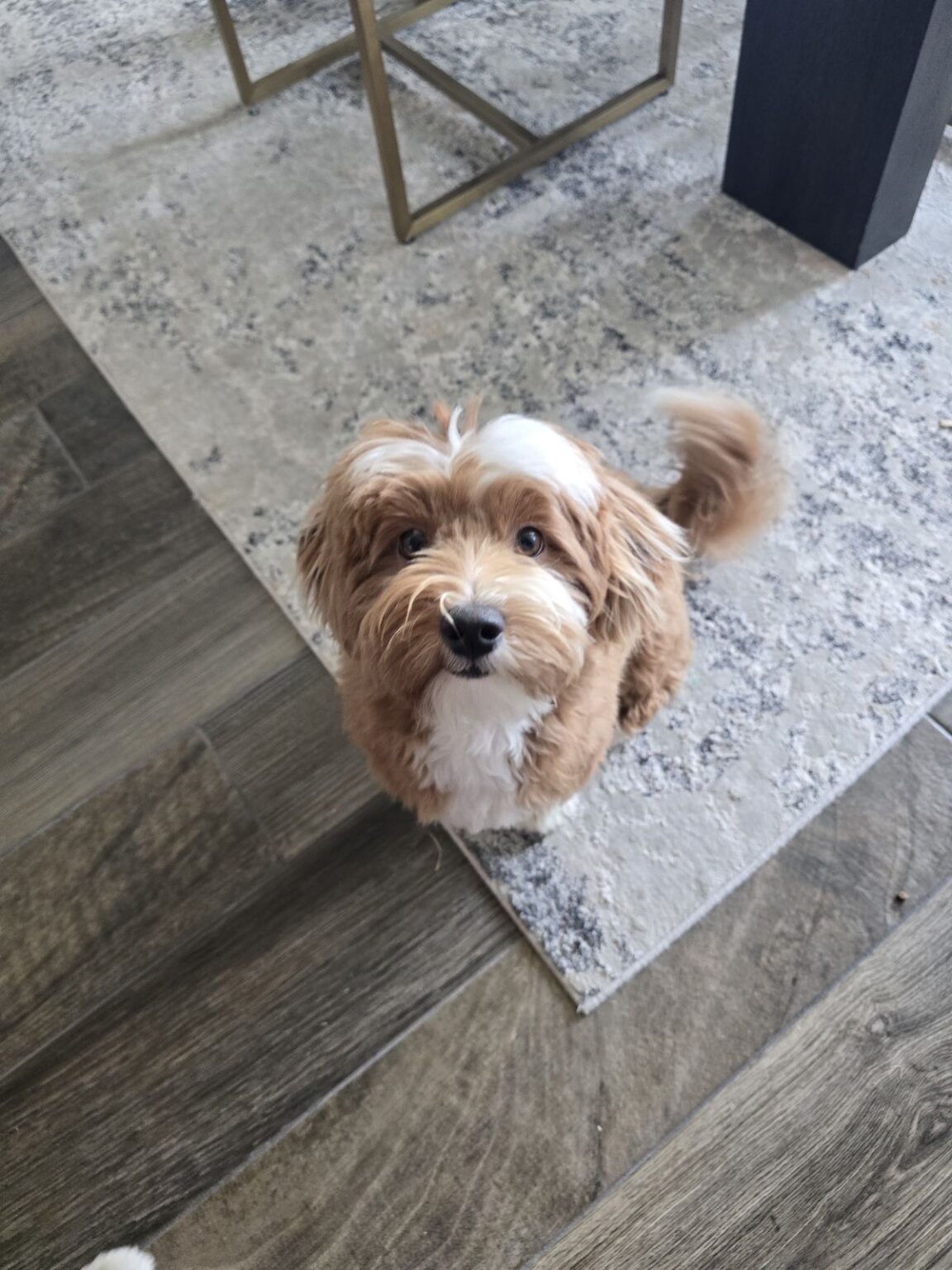 HavaPoo & Hava-Goldendoodle Puppies