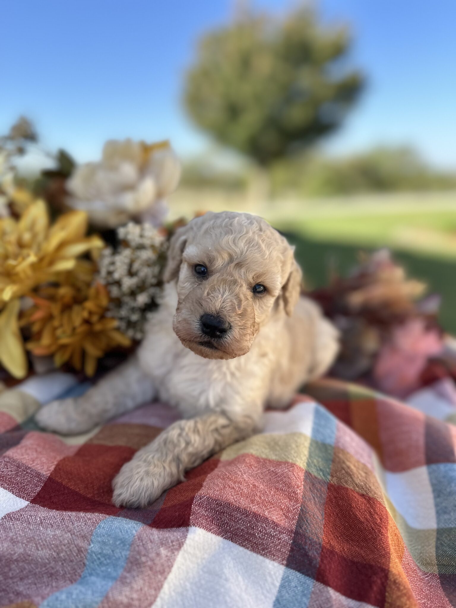 GoldenDoodle Puppies