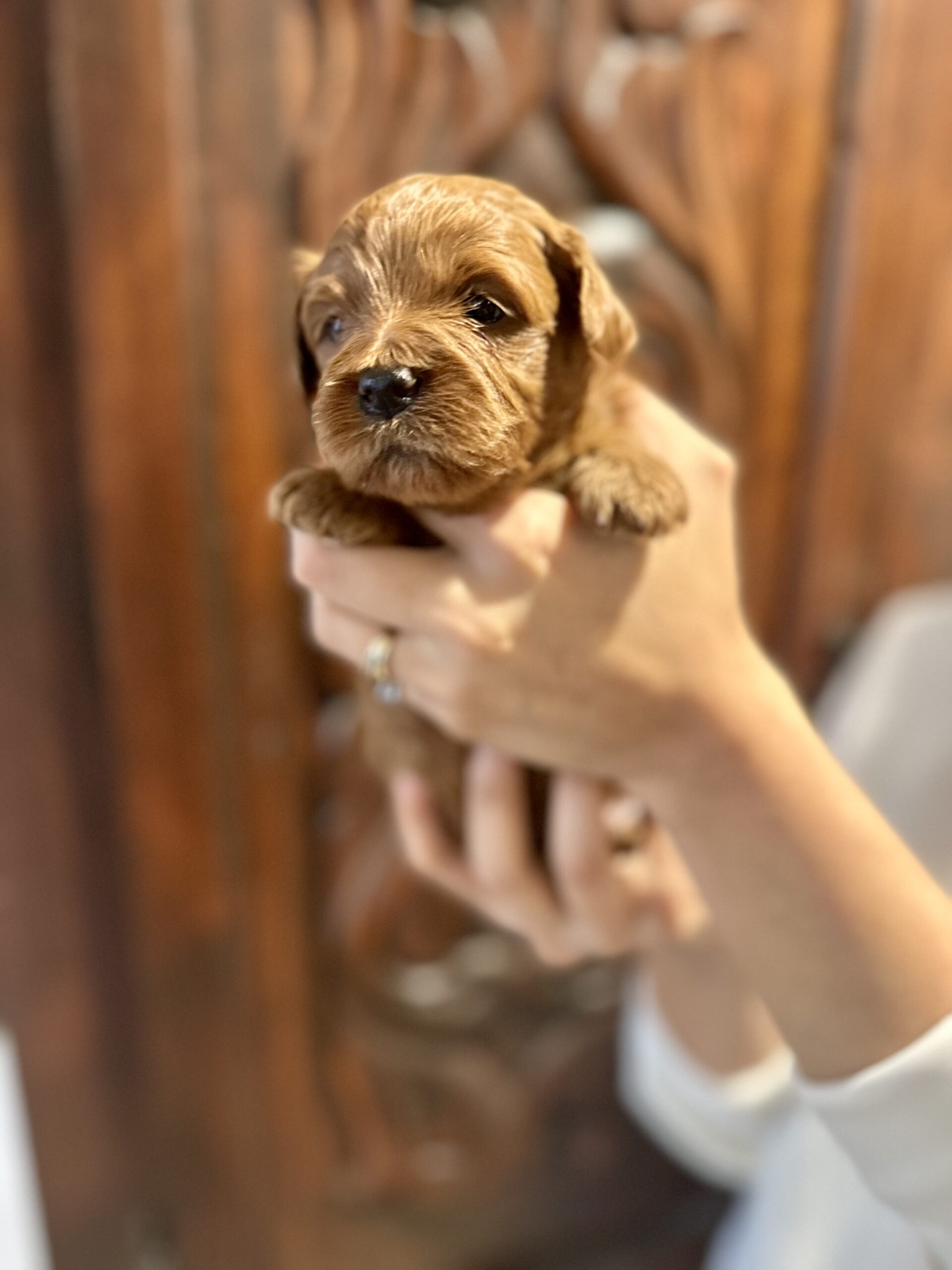 Available & Upcoming Puppies