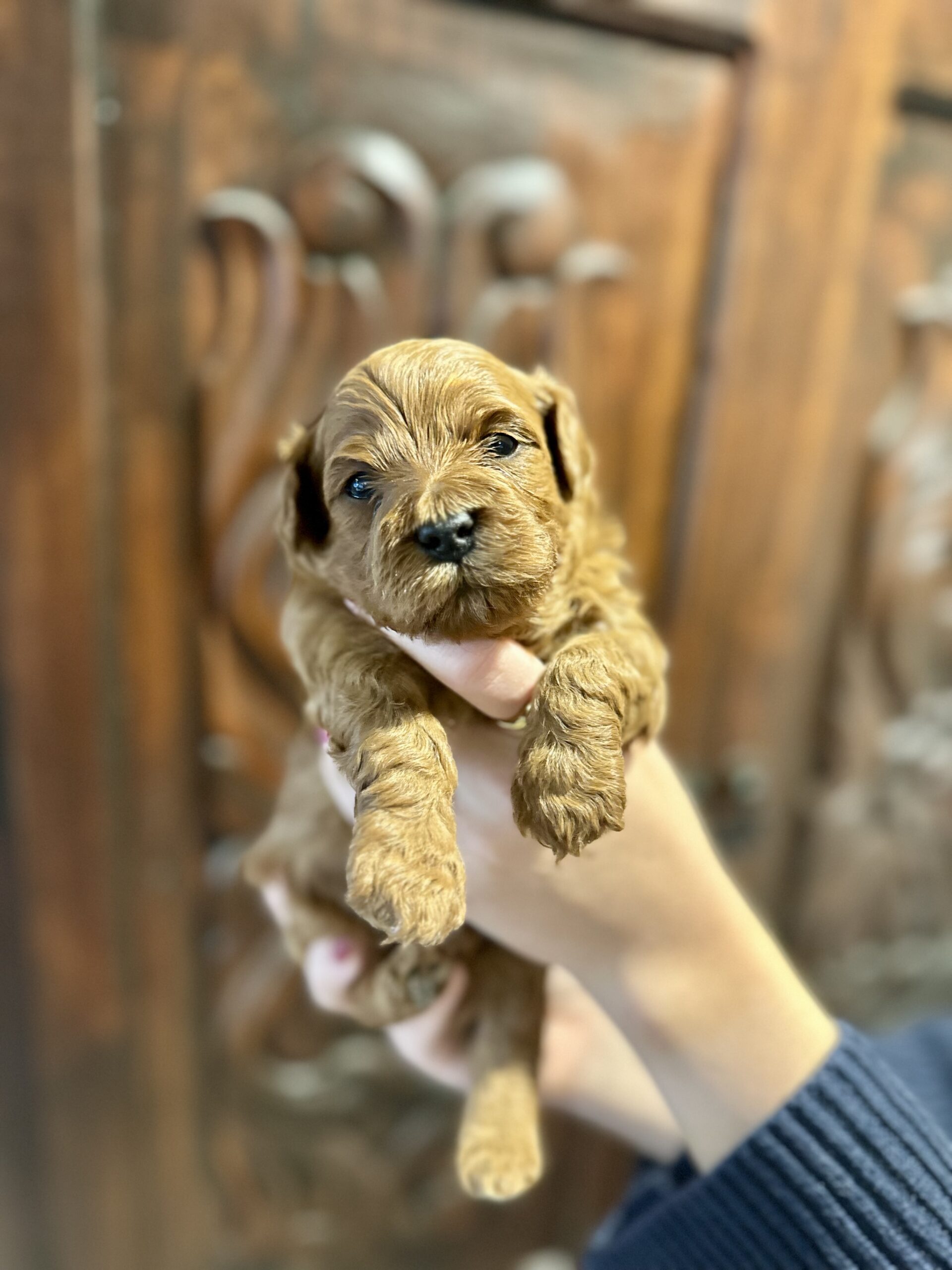 Available & Upcoming Puppies