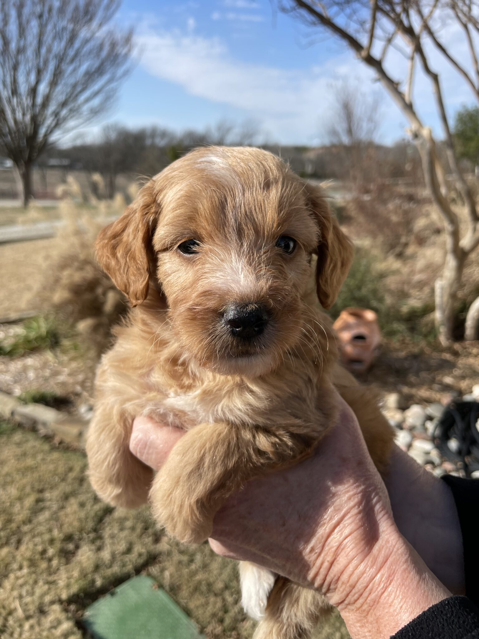 Available & Upcoming Puppies
