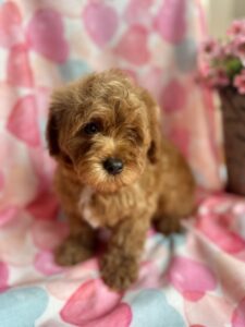 Available & Upcoming Puppies