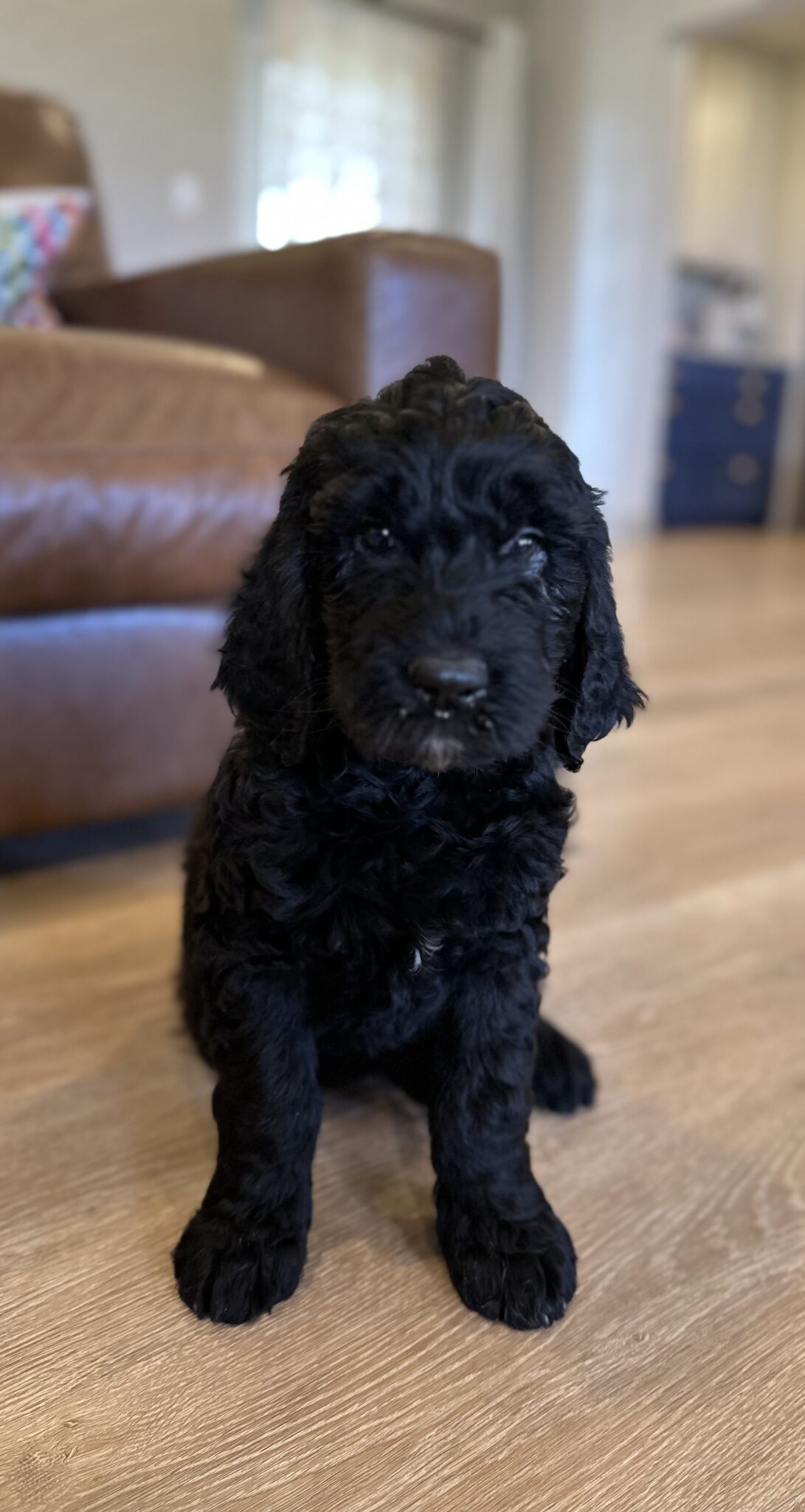 Newfypoo / NewfyDoodle Puppies Newfoundland + Poodle cross
