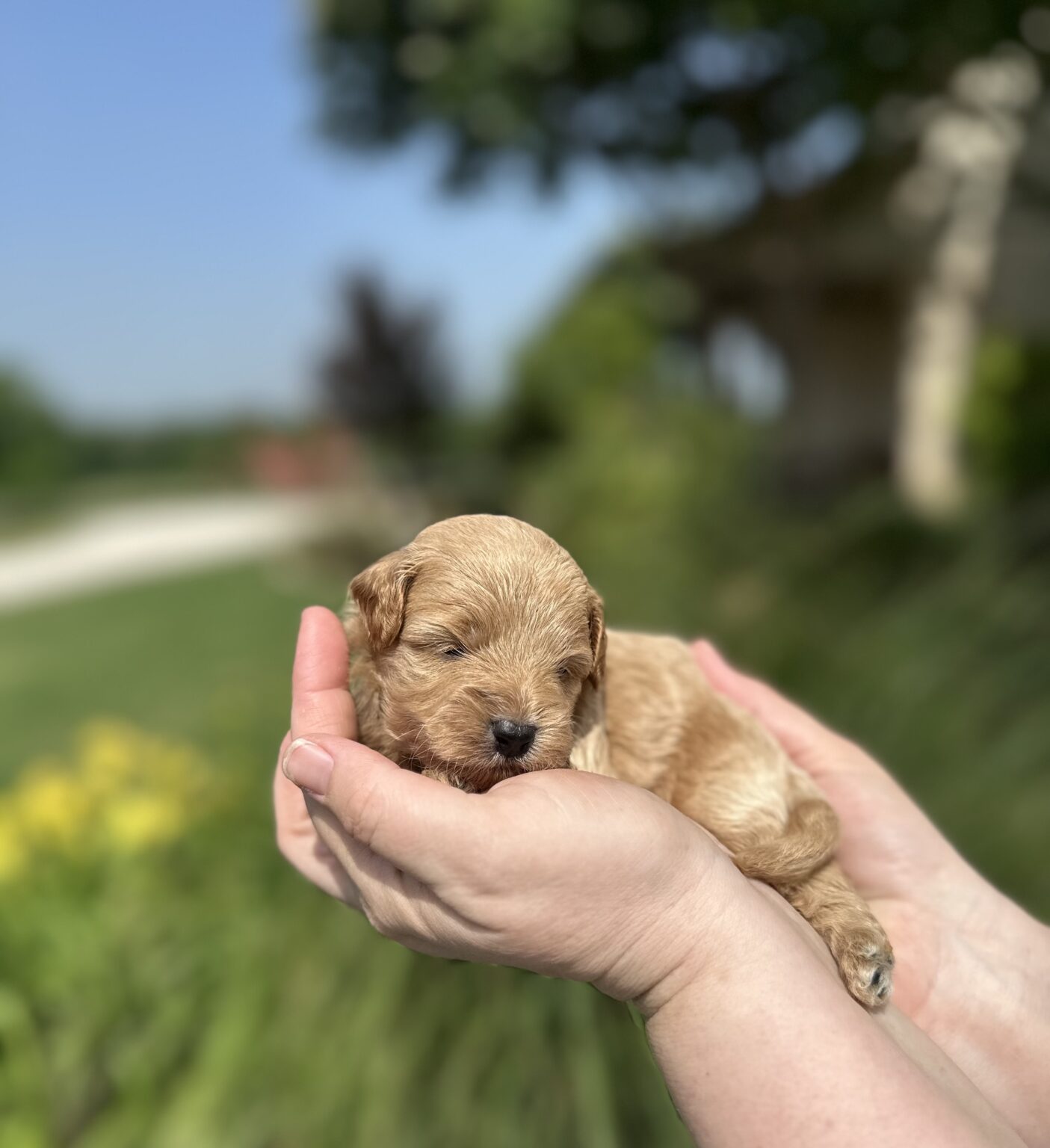 HavaPoo & Hava-Goldendoodle Puppies