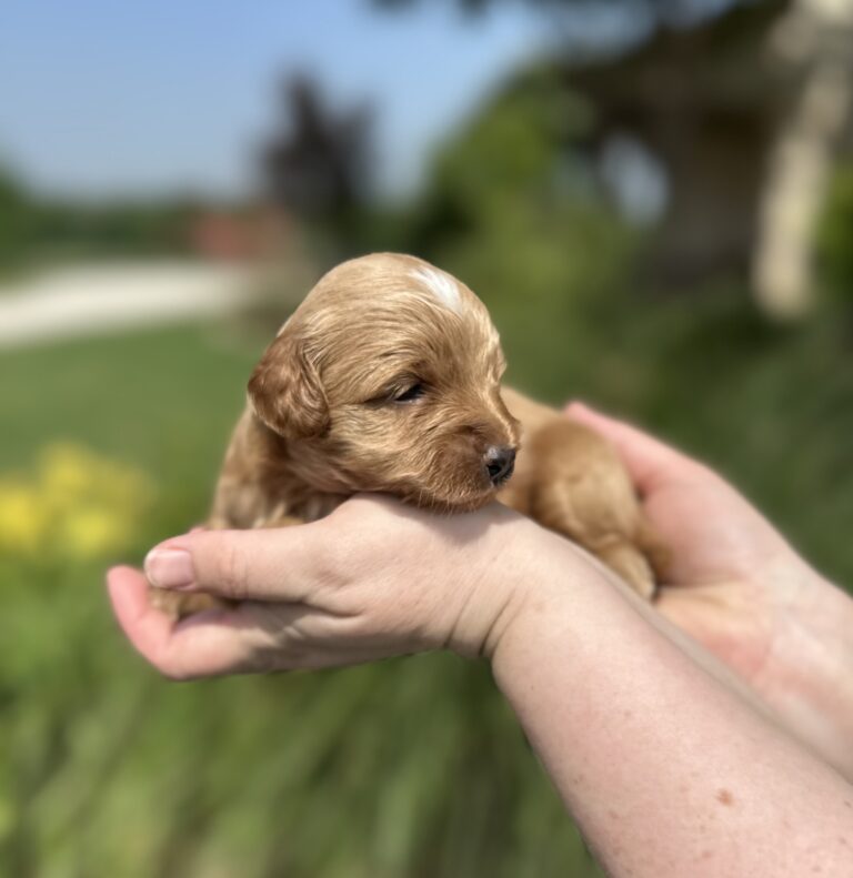 HavaPoo & Hava-Goldendoodle Puppies