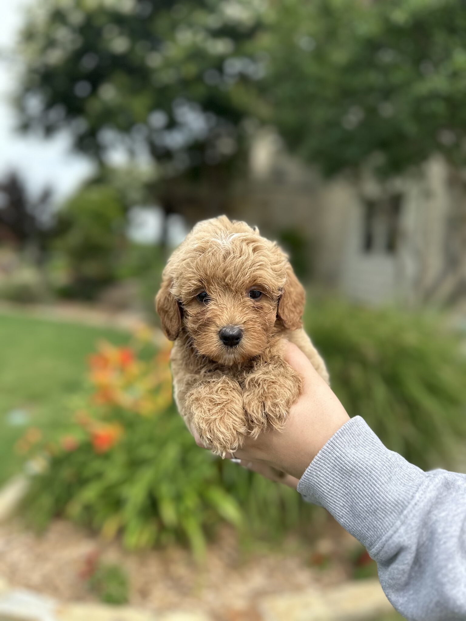 HavaPoo & Hava-Goldendoodle Puppies