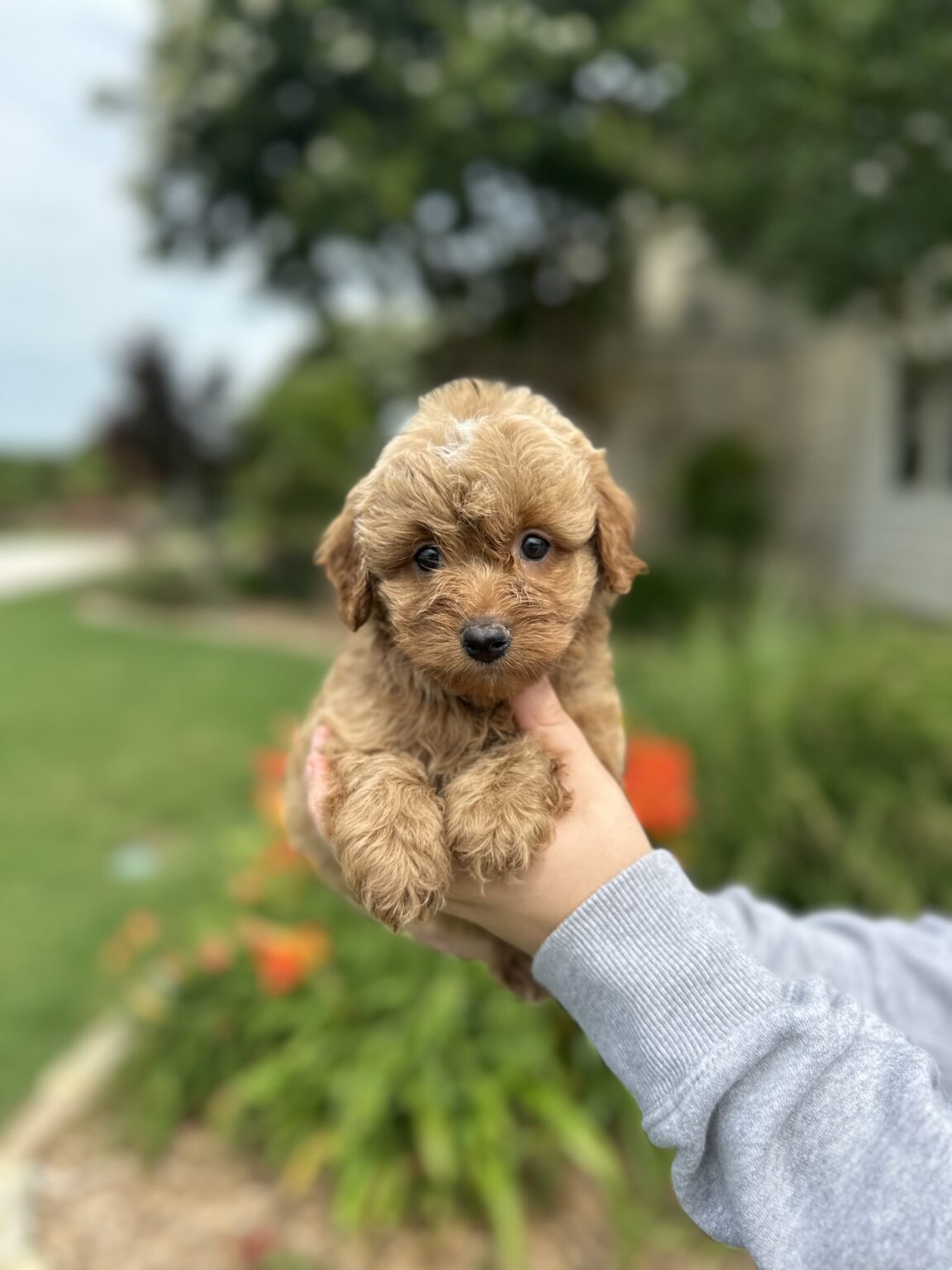 HavaPoo & Hava-Goldendoodle Puppies