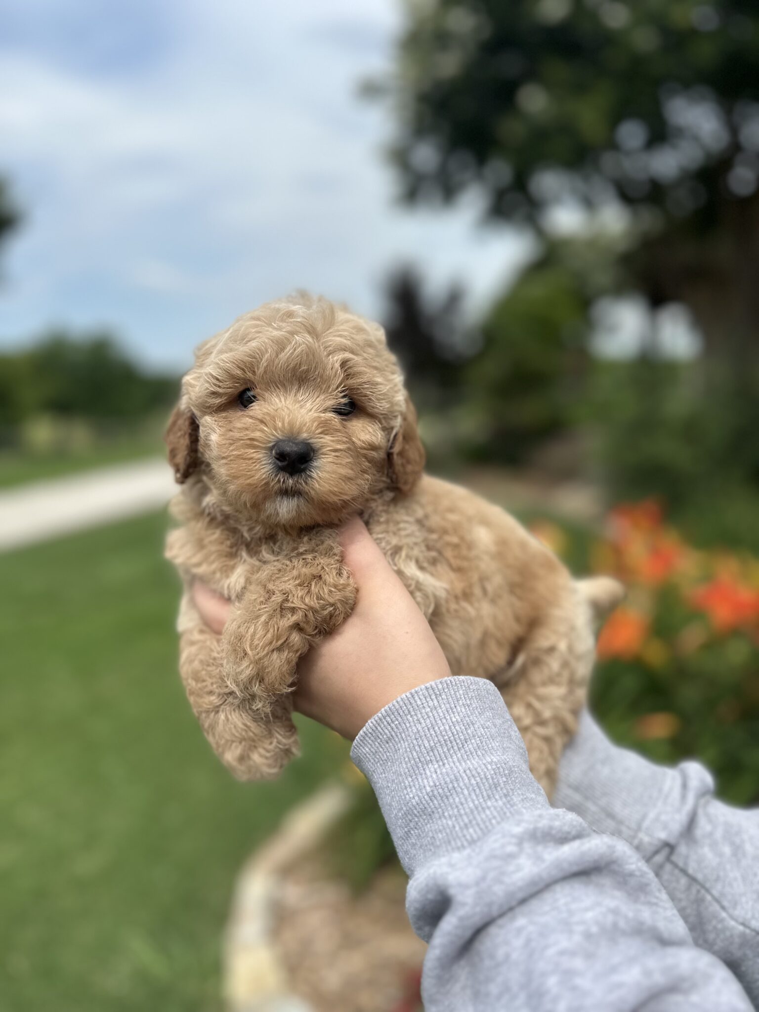 HavaPoo & Hava-Goldendoodle Puppies