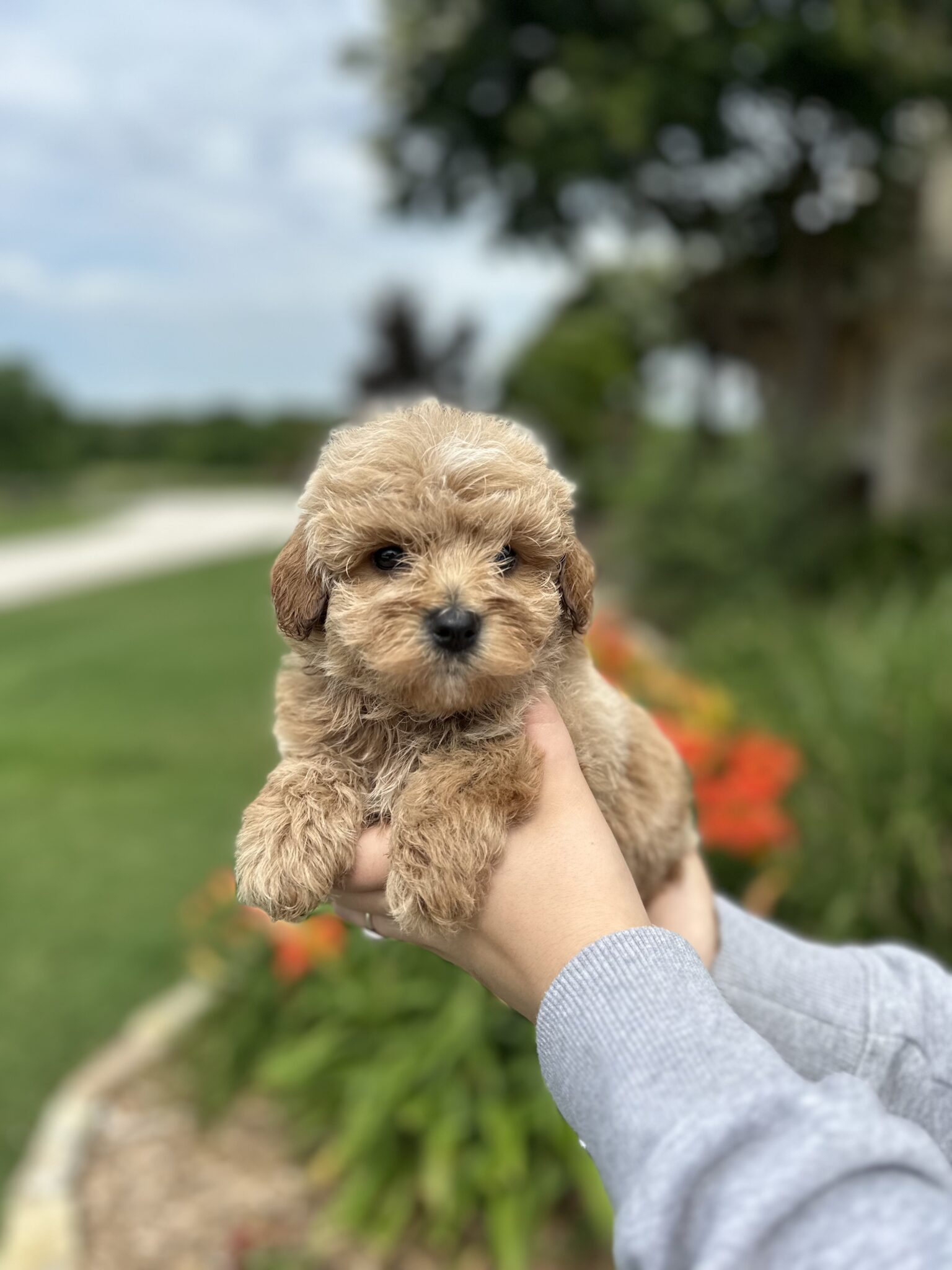 HavaPoo & Hava-Goldendoodle Puppies