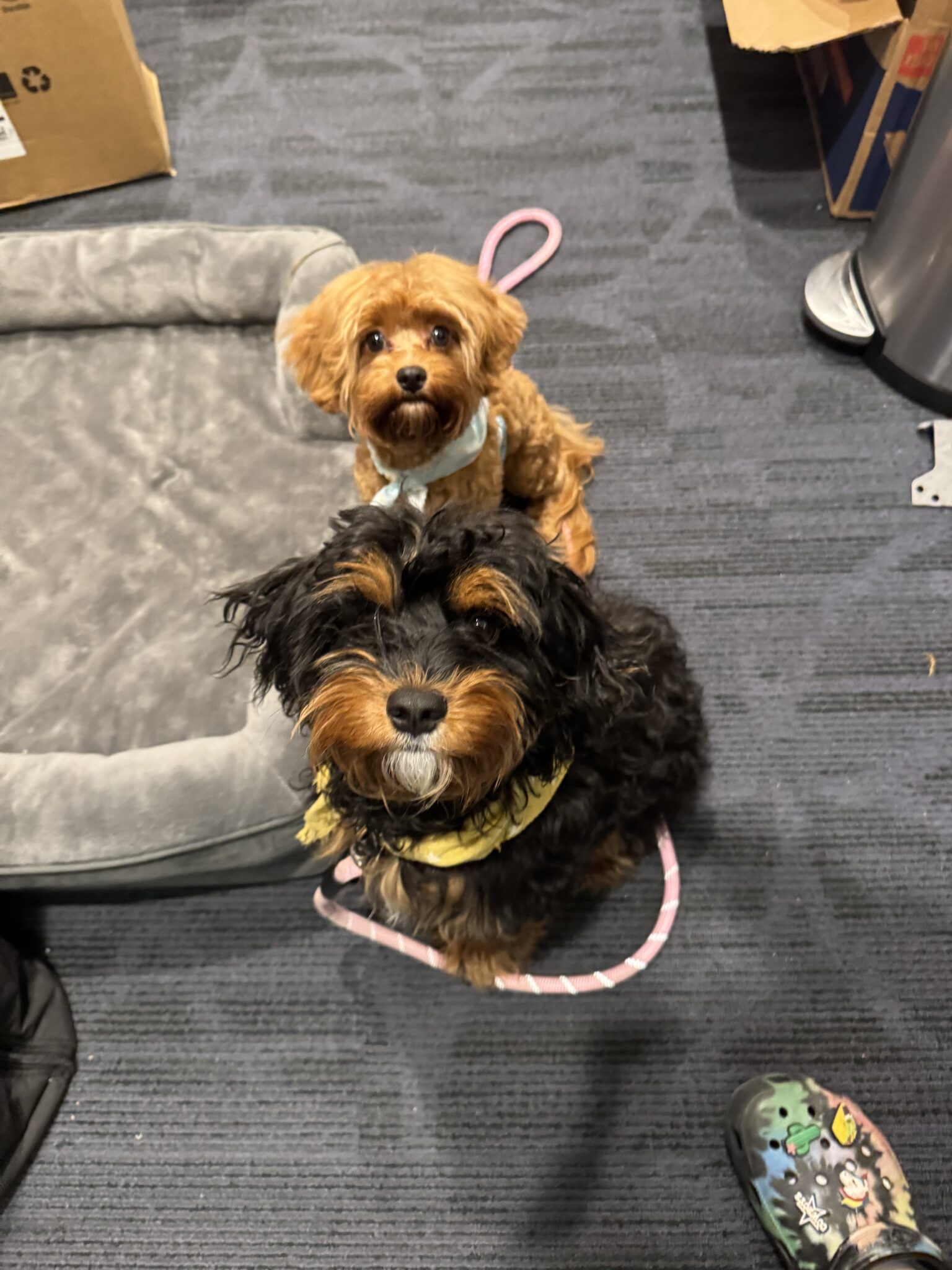 Cavapoo = Cavalier + Mini Poodle
